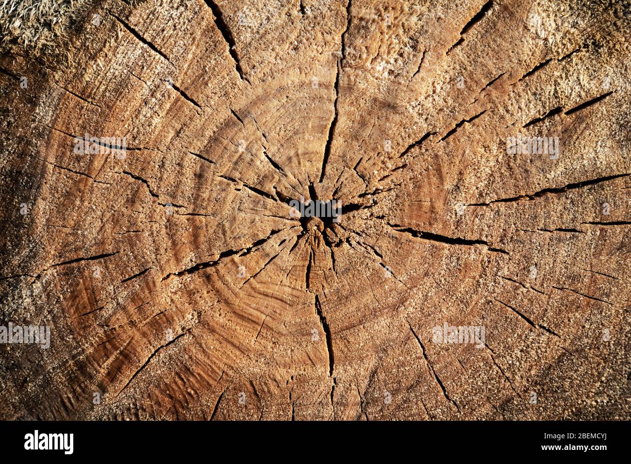 Natural wood trunk segment surface high quality texture background ...