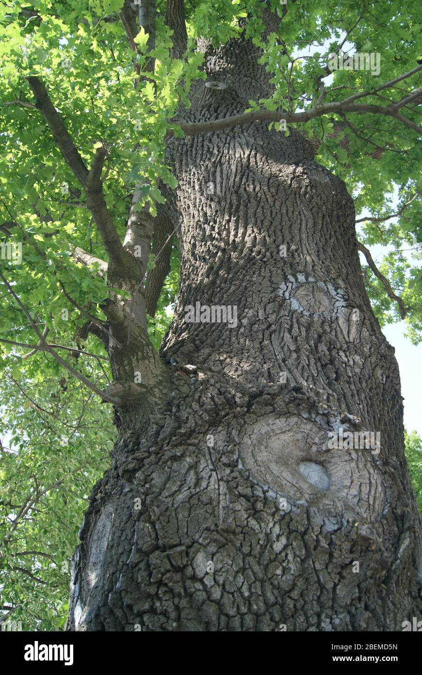 Tronc hi-res stock photography and images - Alamy