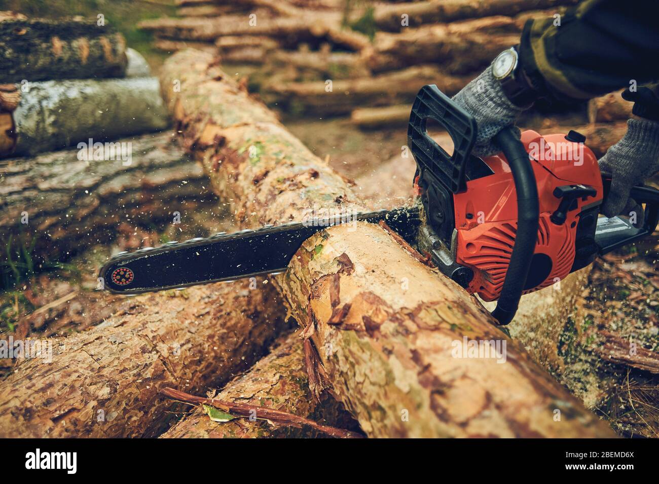 Chainsaw. Close-up of woodcutter sawing chain saw in motion, sawdust ...
