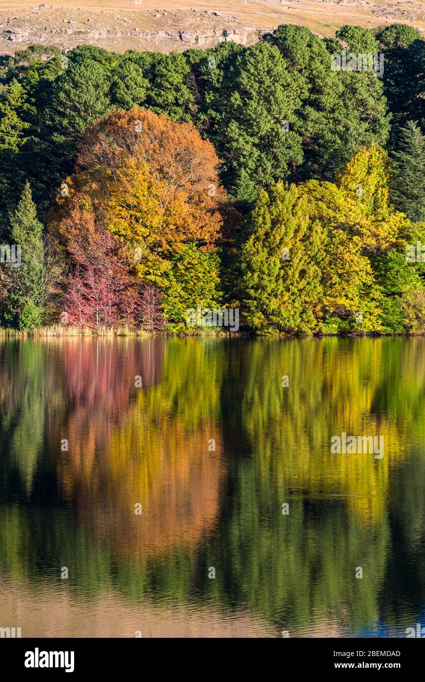 Autumn colored trees reflecting on the water Stock Photo - Alamy