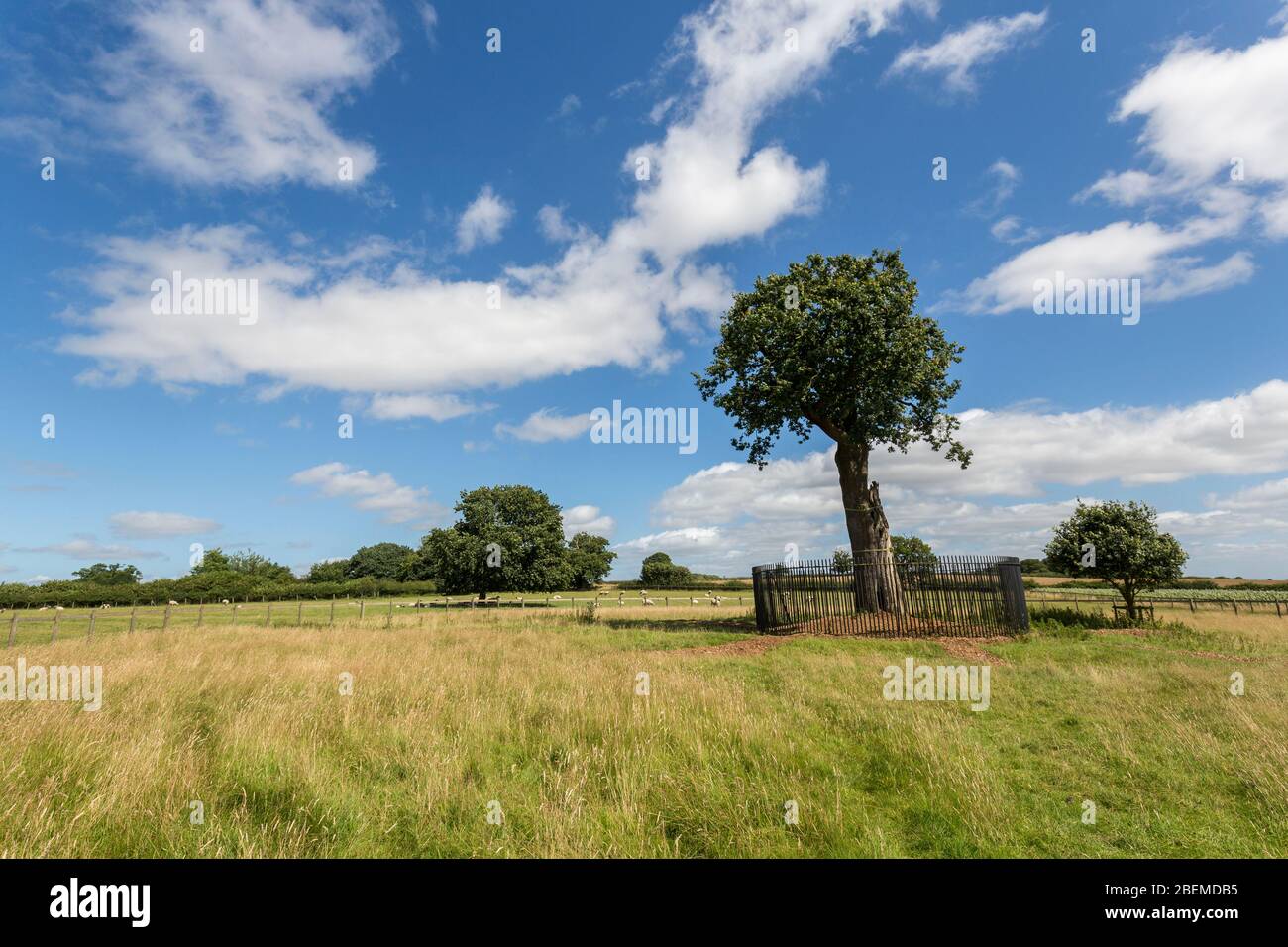 Tree where Charles II hid, Boscobel House, Shropshire, England, UK ...