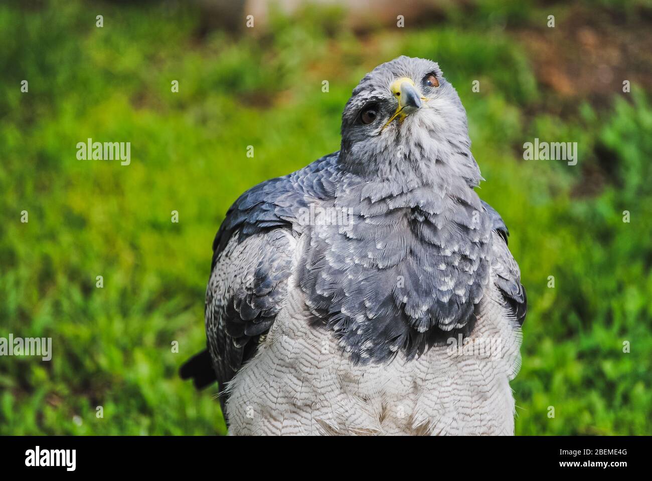 Gray eagle hi-res stock photography and images - Alamy