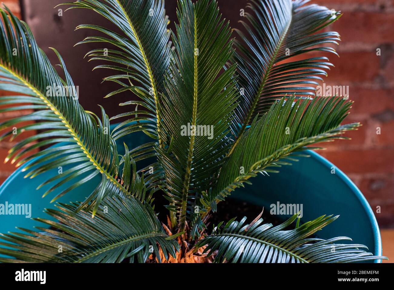 Indoor House Palm Plant Stock Photo - Alamy