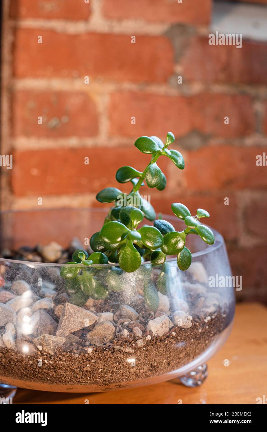 Succulents houseplant hi-res stock photography and images - Alamy