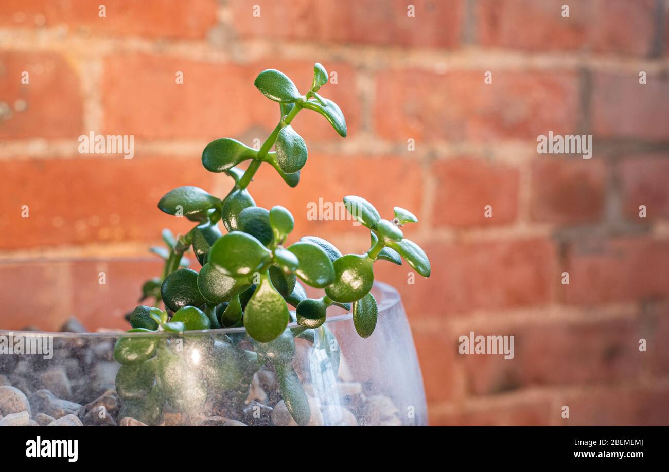 Succulents houseplant hi-res stock photography and images - Alamy
