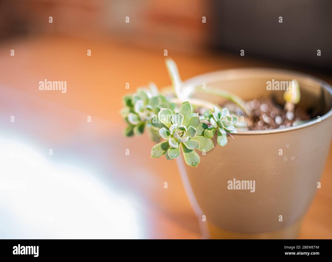 Cute succulents hi-res stock photography and images - Alamy