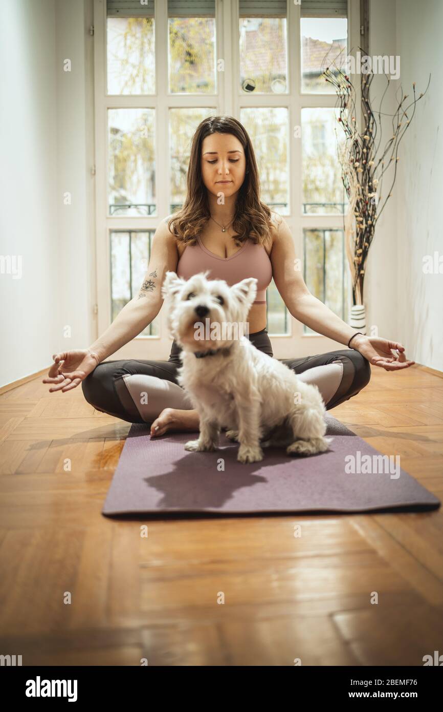 Dog meditating hi-res stock photography and images - Alamy