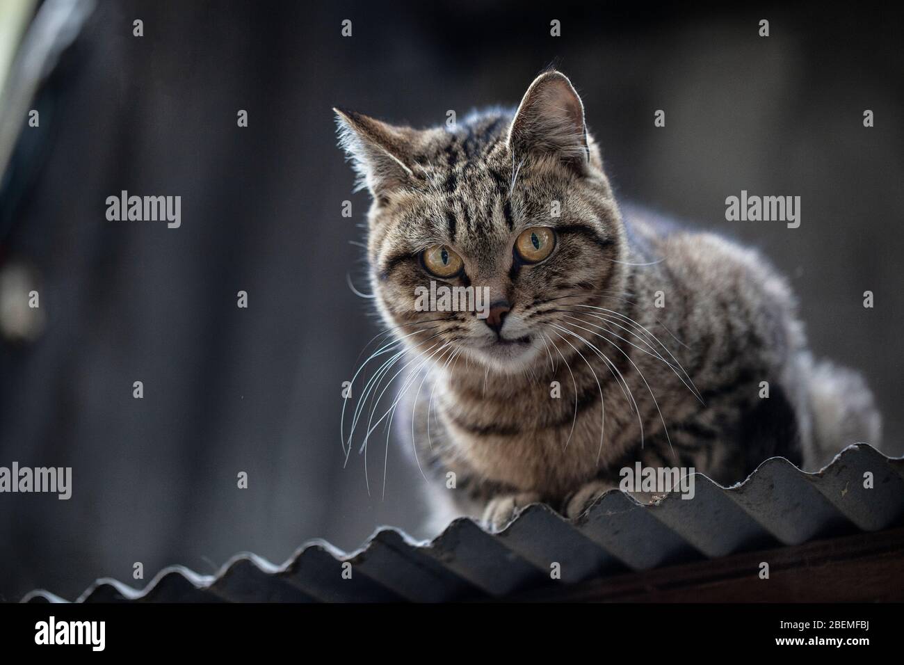 Gray and black stripped stray tabby cat perched on a tin metal roof in ...
