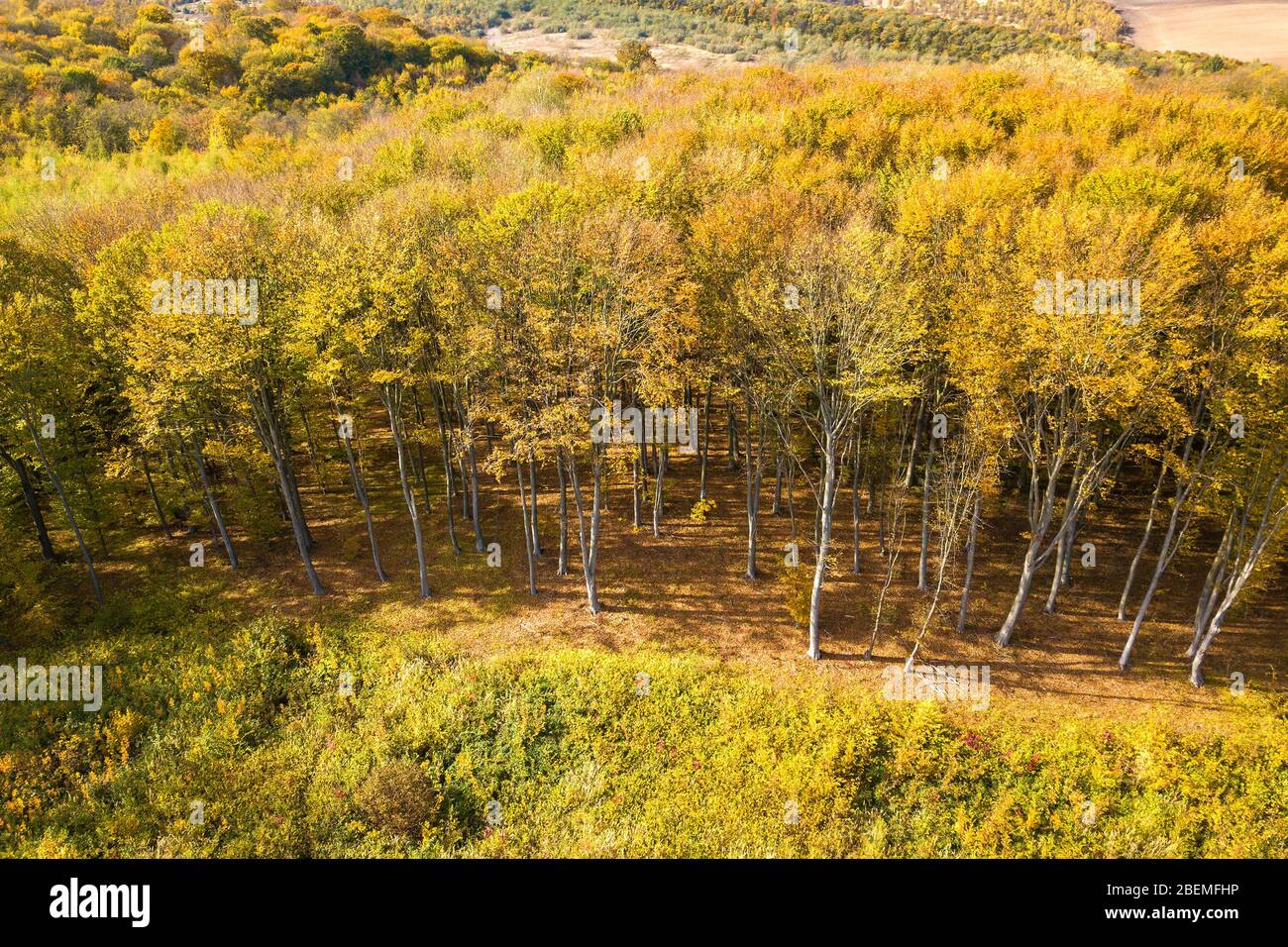 Top down aerial view of green and yellow canopies in autumn forest with ...