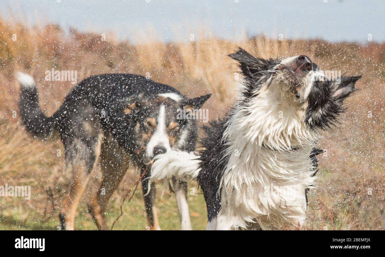 Border Collie Shaking Stock Photo - Alamy