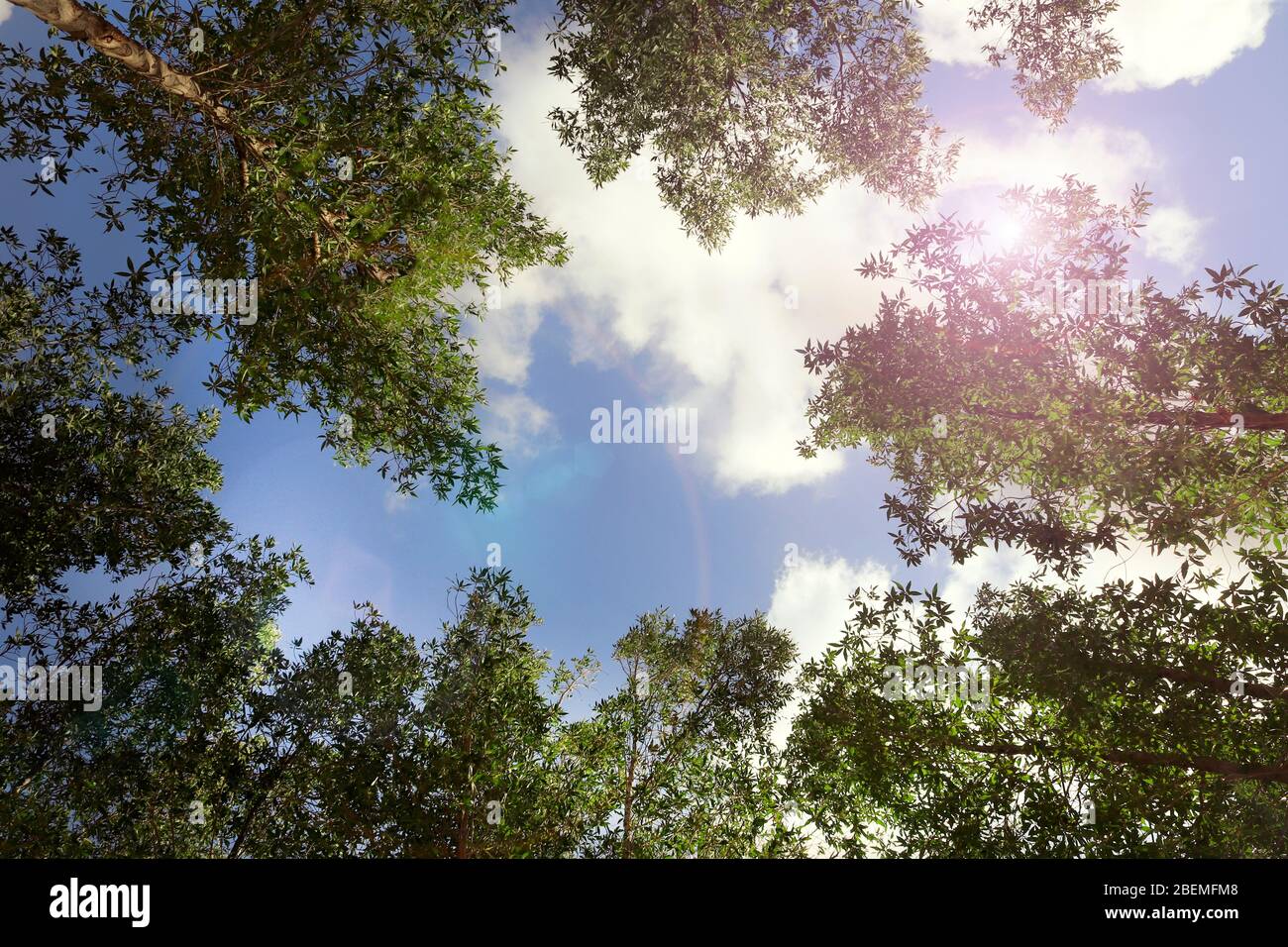 Tree circle hi-res stock photography and images - Alamy