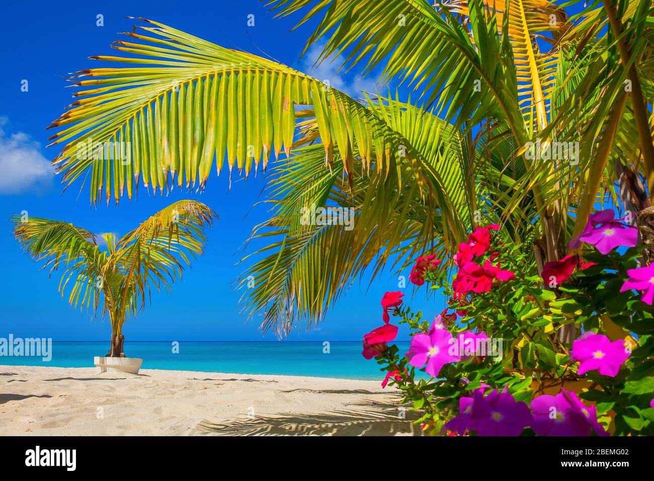 Tropical Beaches With Flowers