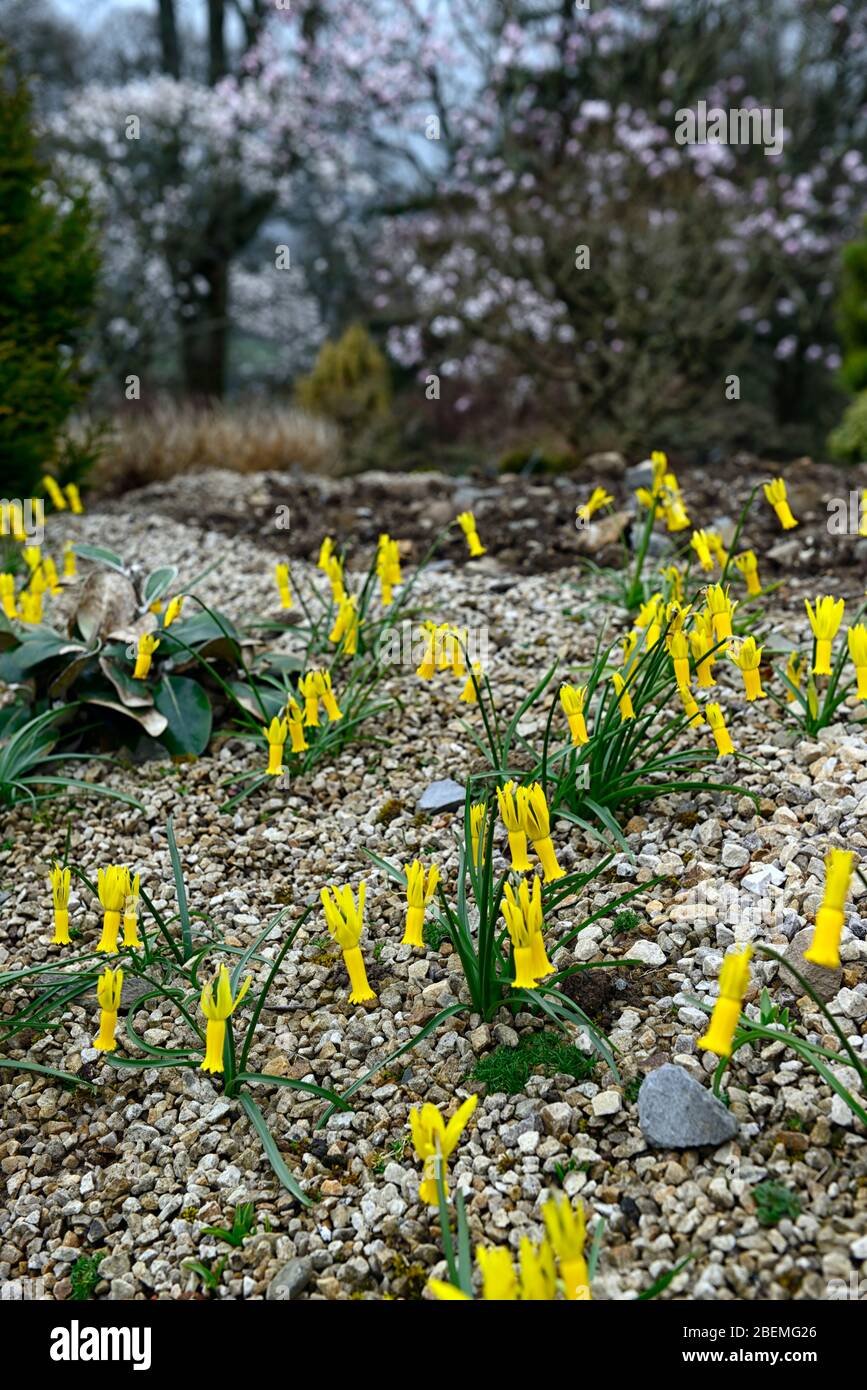 Reflexed petals hi-res stock photography and images - Alamy