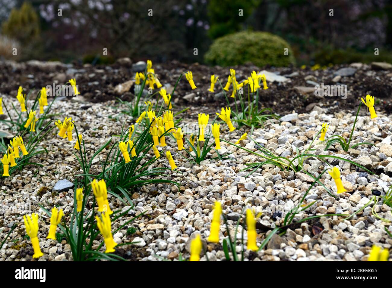 Narcissus cyclamineus,cyclamen-flowered daffodil,species daffodil ...