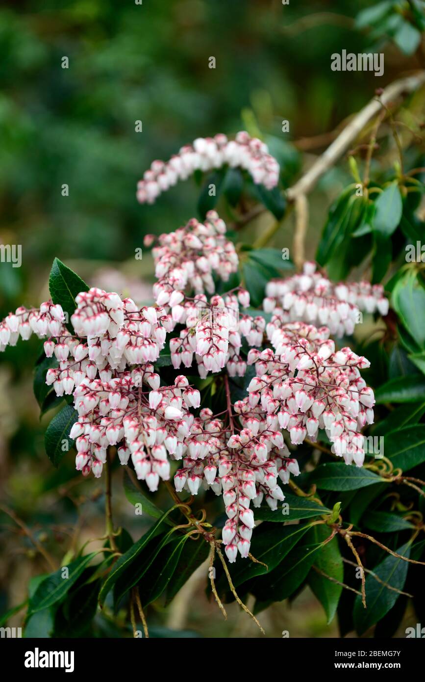 pieris japonica,white flowers,white flower,evergreen shrub,shrubs ...