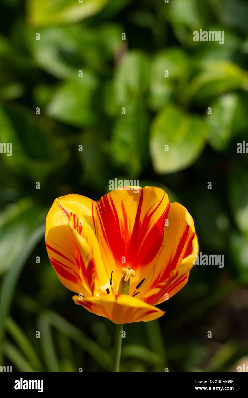 A fully open tulip flower head with stamen and yellow and red floral ...
