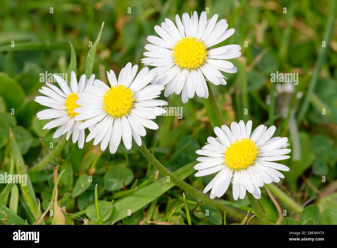 Common Daisy - Bellis perennis Common lawn weed Stock Photo - Alamy