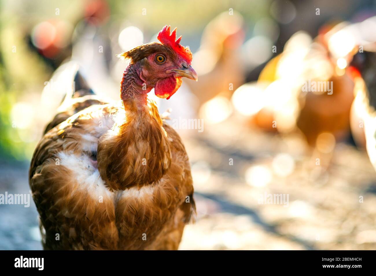 Hens feed on traditional rural barnyard. Detail of a hen head. Close up ...