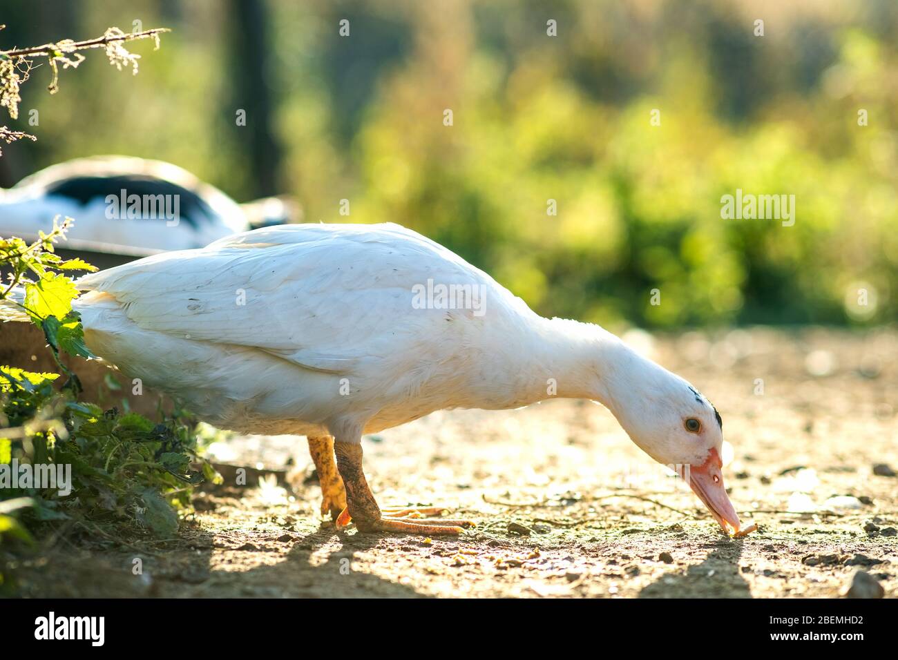 Ducks feed on traditional rural barnyard. Detail of a duck head. Close ...