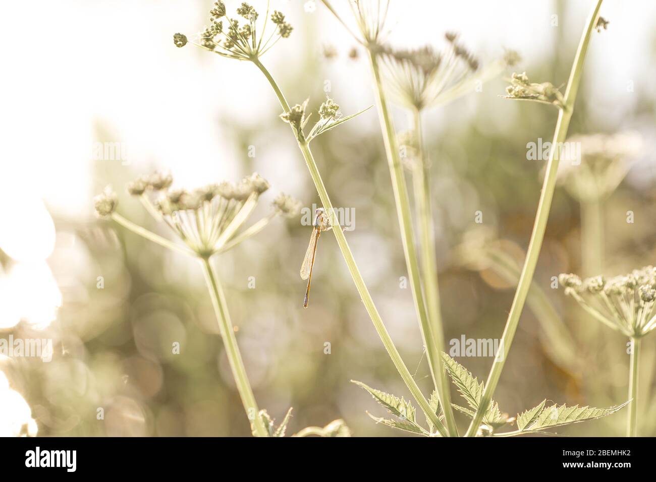 Dragonfly seat at white wild flower at sunset. Wild flowers field ...