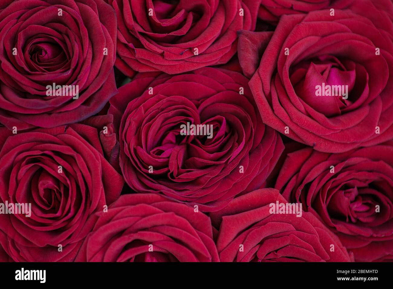 Amazing natural texture of red roses. Roses top view. Marsala roses ...
