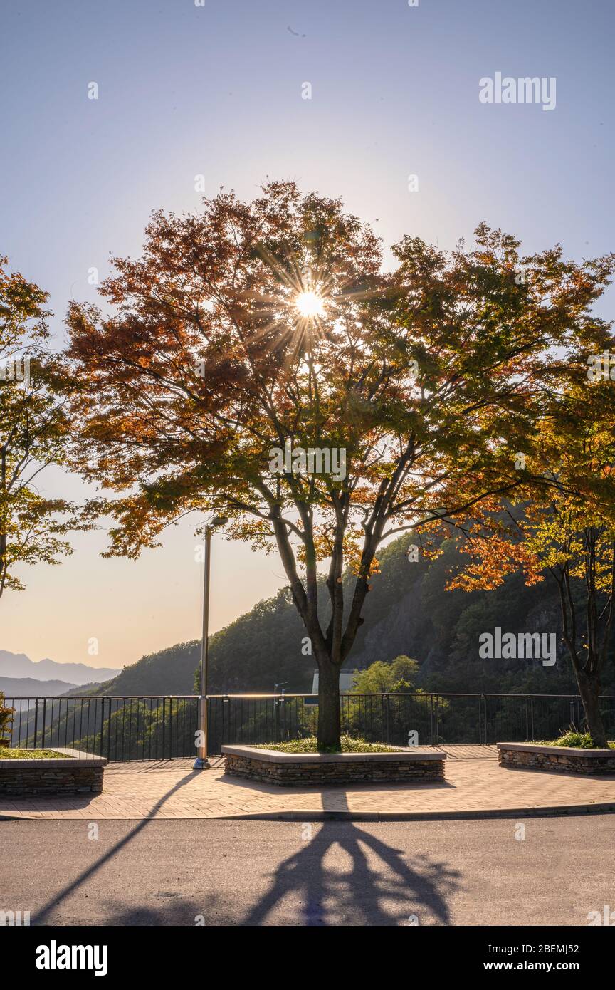 Colorful Maple tree with sunlight in autumn at sunset Stock Photo - Alamy