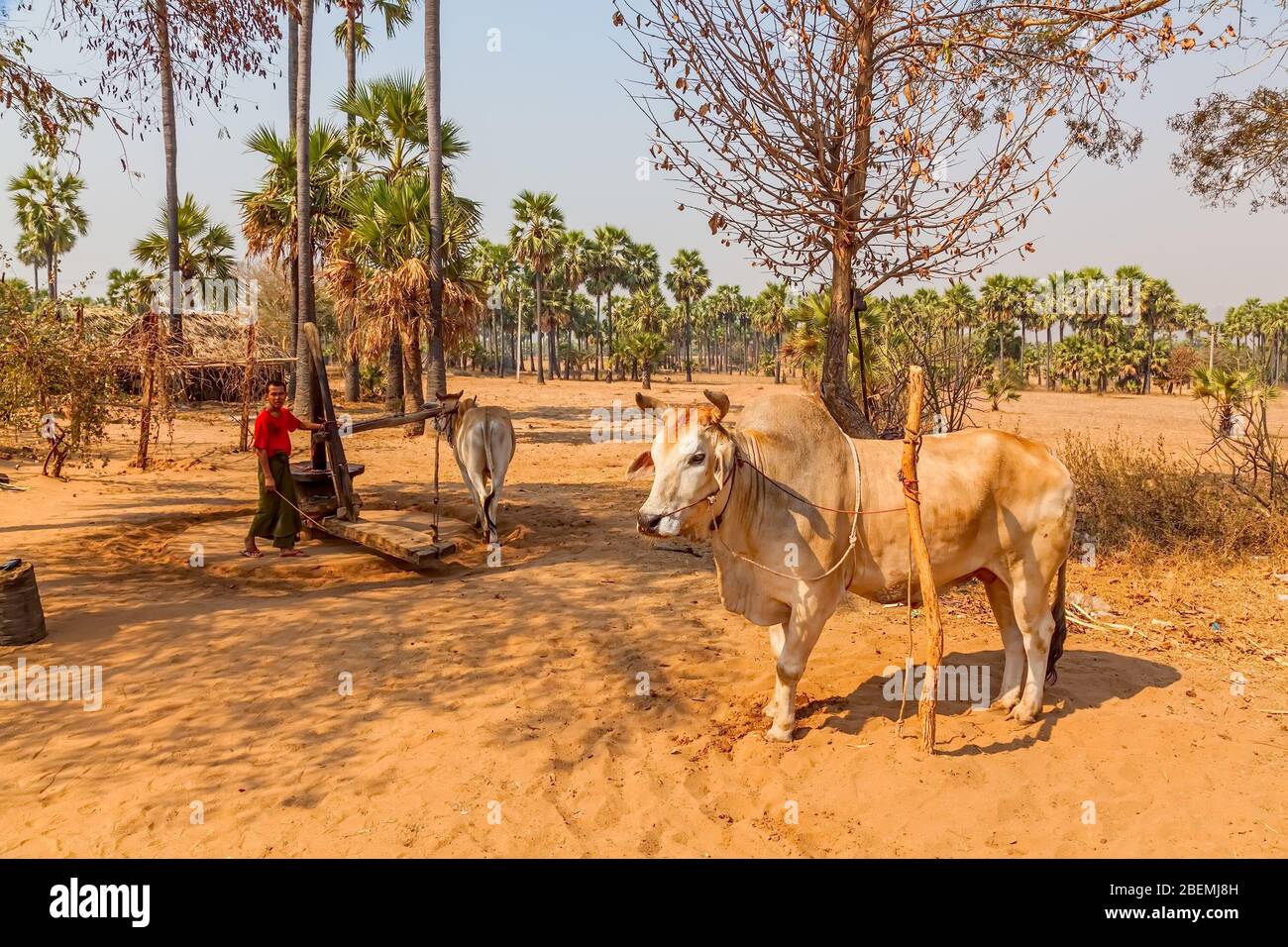 Primitive agriculture hi-res stock photography and images - Alamy
