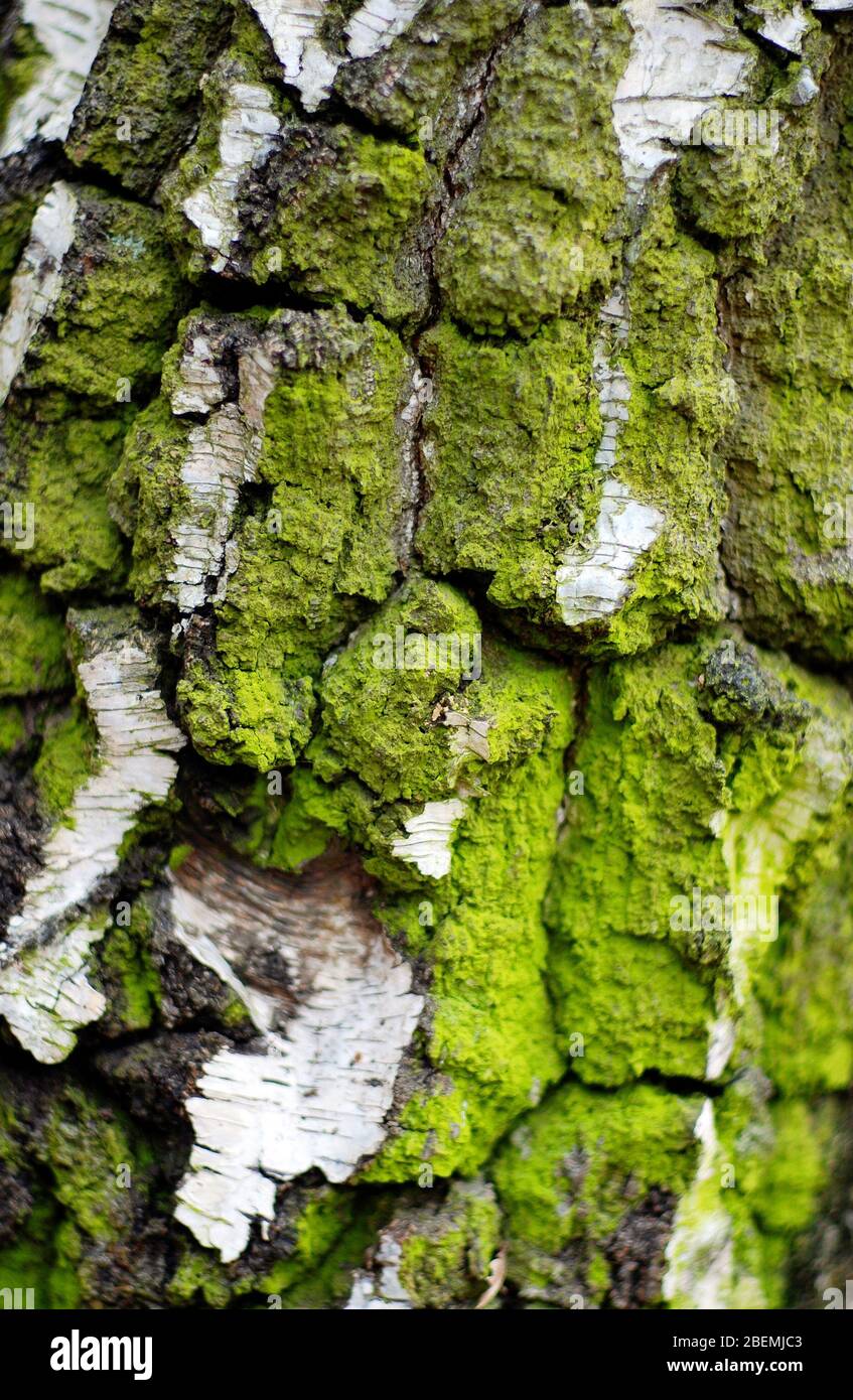 natural tree texture close up Stock Photo - Alamy