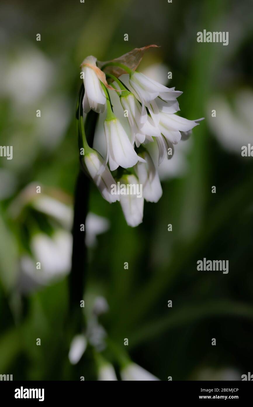 A carpet of white Bluebells in woodland at Warrington, Cheshire England ...