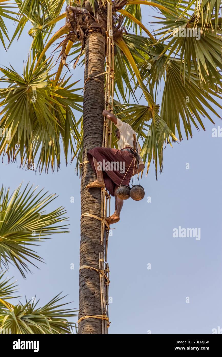 Coconut picker on a palm Stock Photo - Alamy