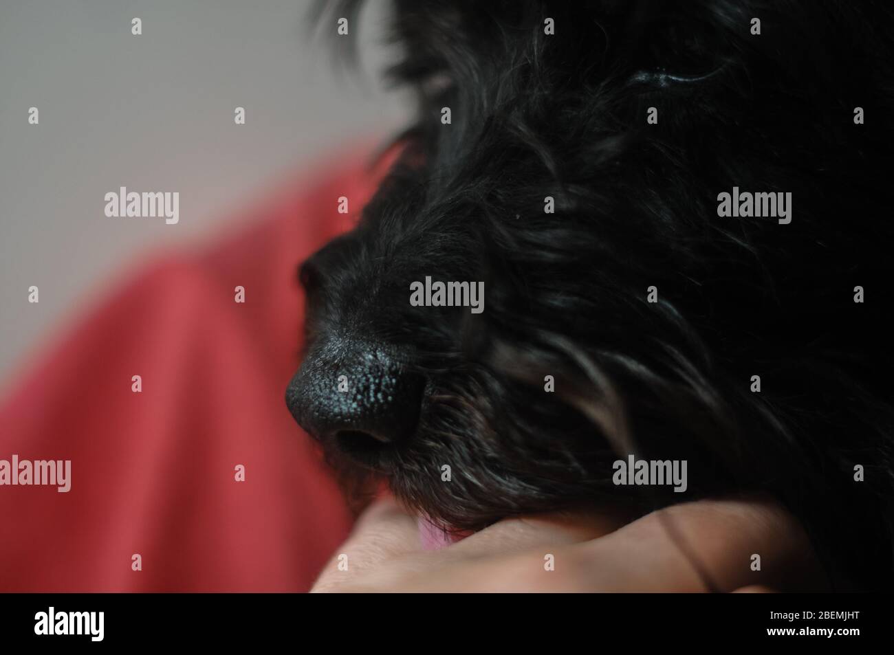 Life at home during lockdown Stock Photo - Alamy