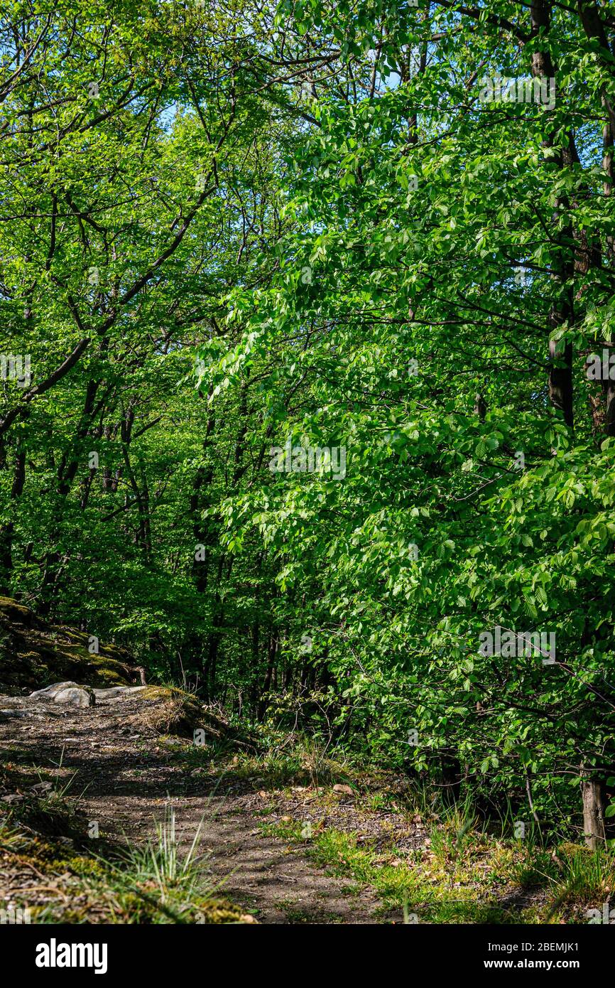 spring in the woods with light filtering the trees, Rhine Valley ...