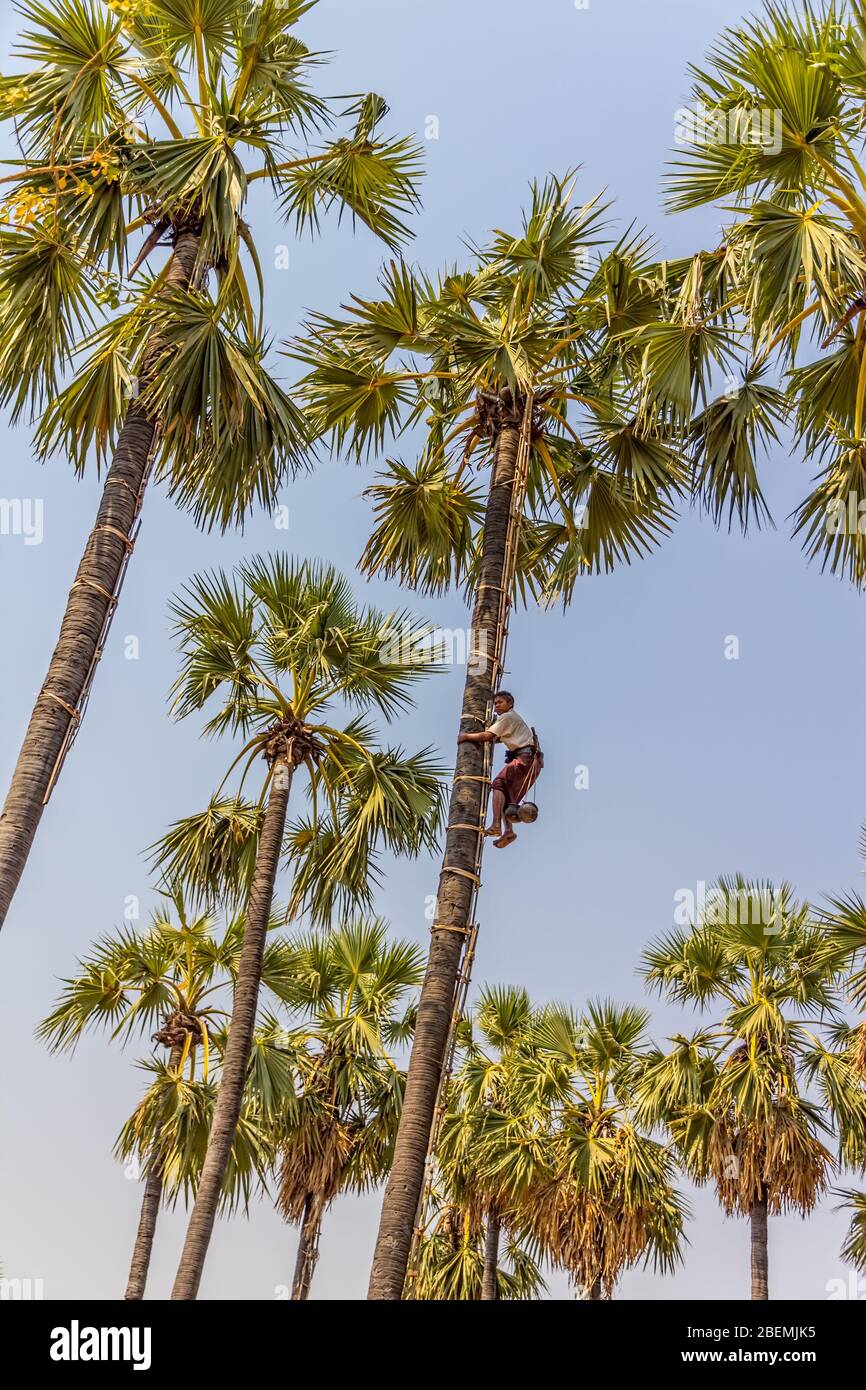 Coconut picker on a palm Stock Photo - Alamy