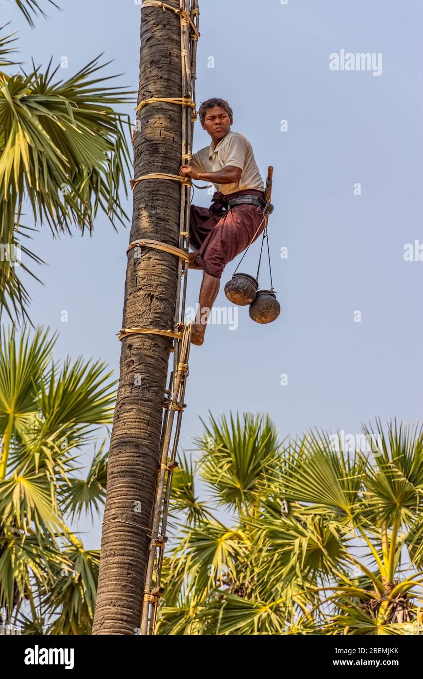 Coconut palms with mature coconuts hi-res stock photography and images ...