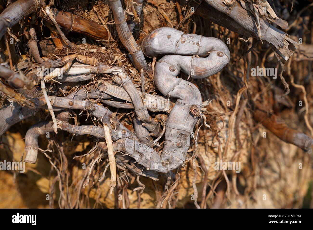 The root of the plant is dry, natural in clay soil, a fancy design of ...