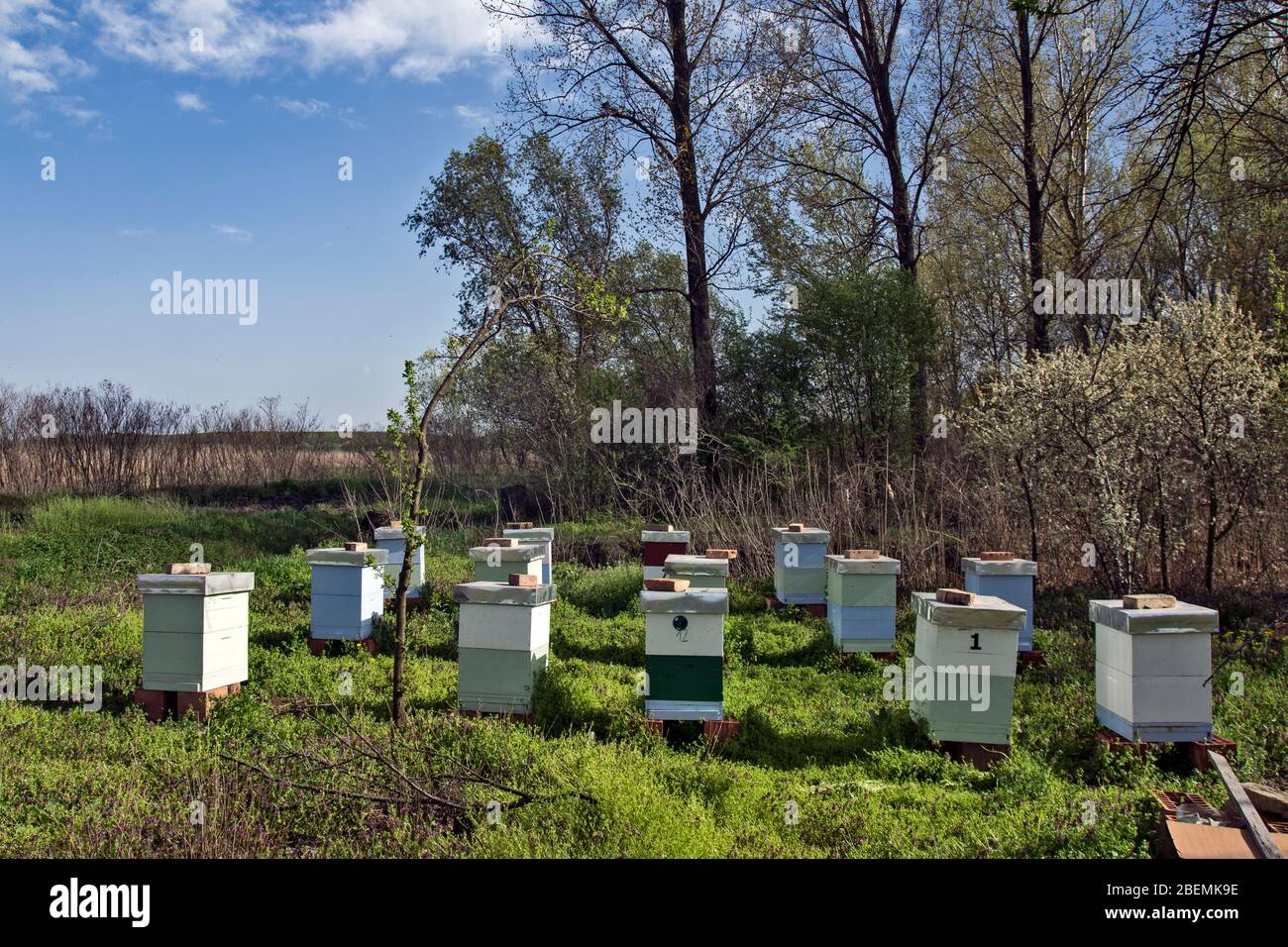 Forest with hives and bees in early spring Stock Photo - Alamy