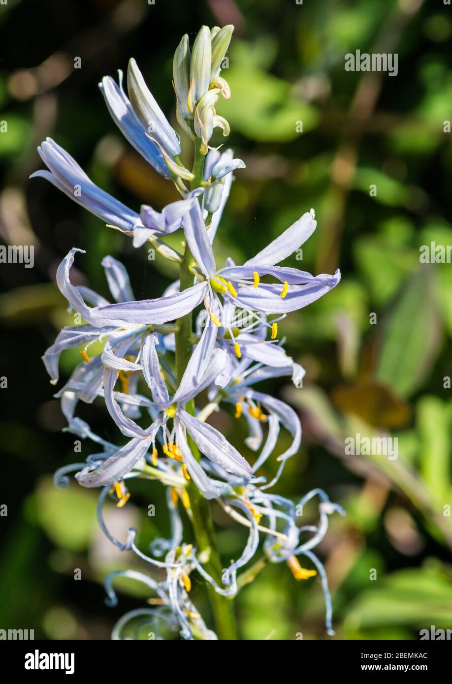 Camassia spring hi-res stock photography and images - Alamy
