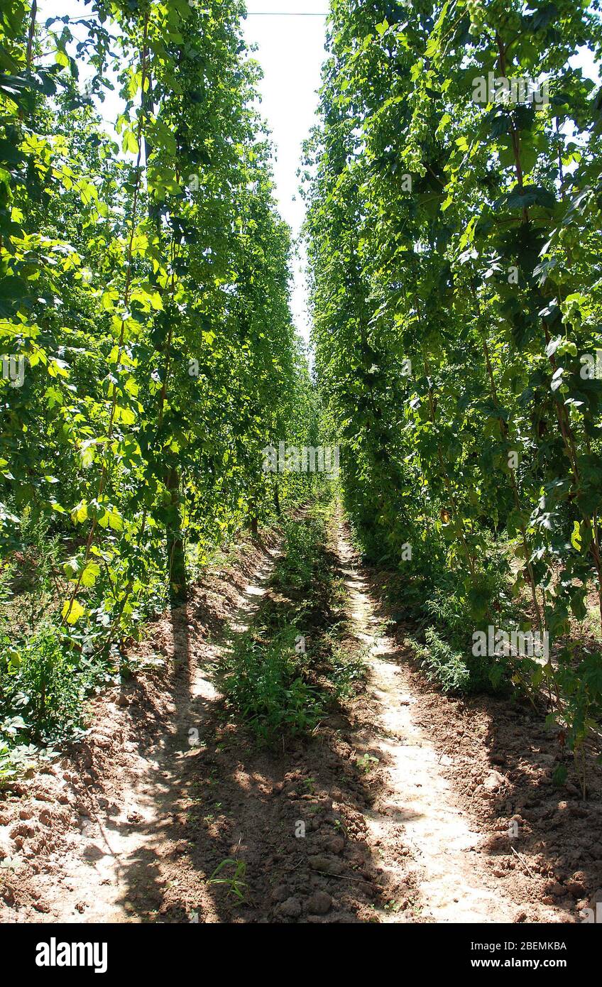 Hop farming hi-res stock photography and images - Alamy