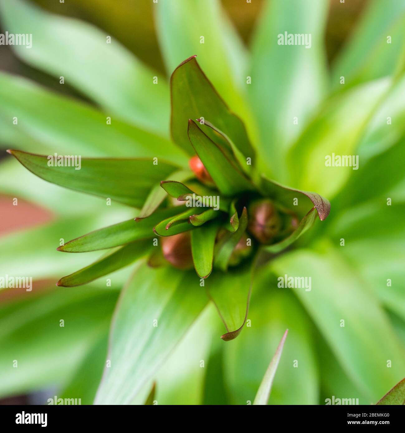 Buds of the imperial crown hi-res stock photography and images - Alamy