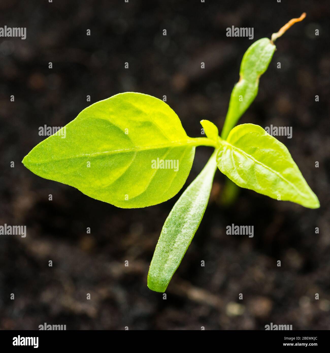Chilli seedling hi-res stock photography and images - Alamy