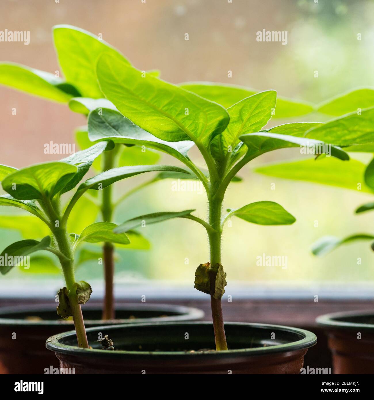 Sunflower seedlings hi-res stock photography and images - Alamy