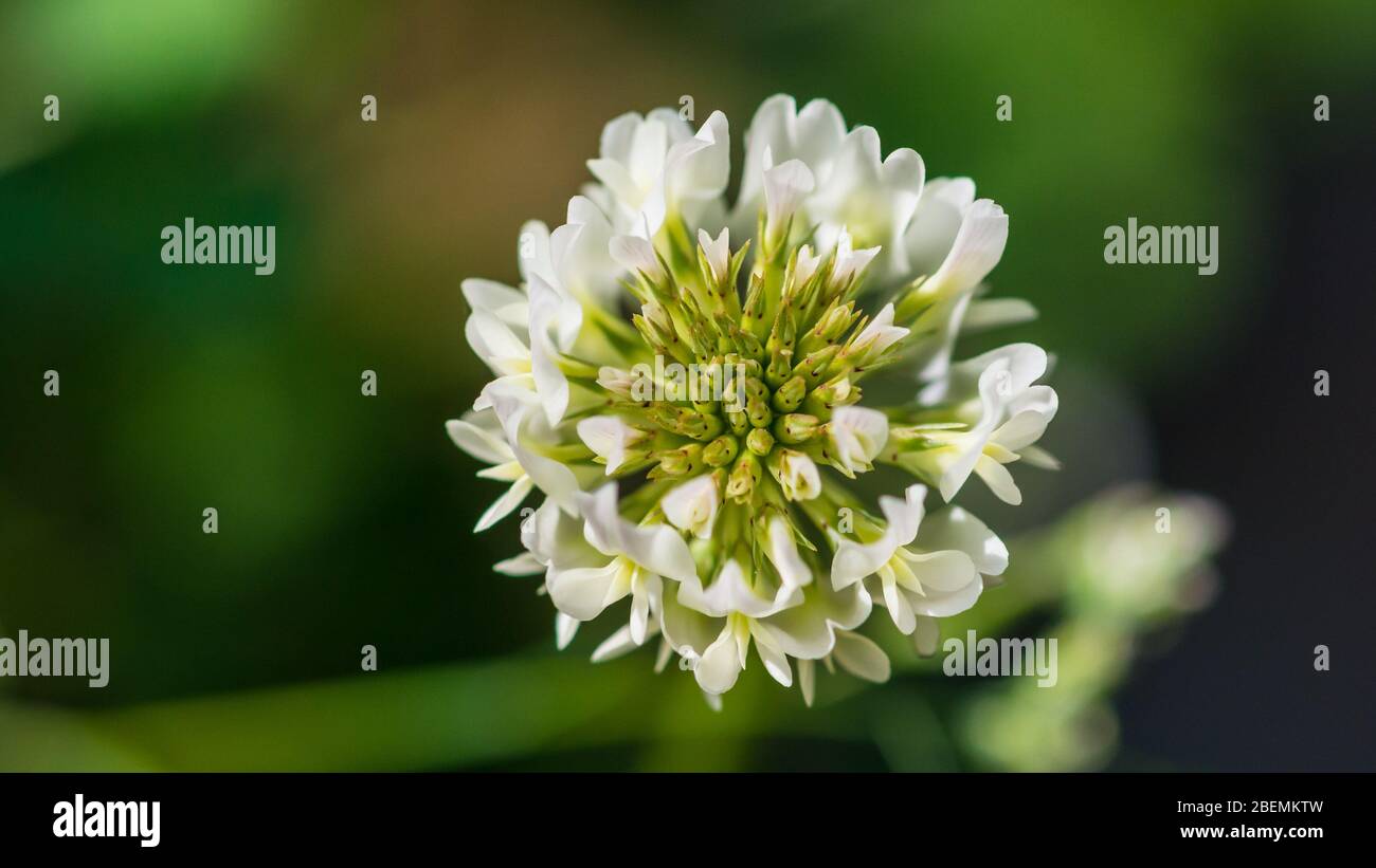 Clover bloom hi-res stock photography and images - Alamy