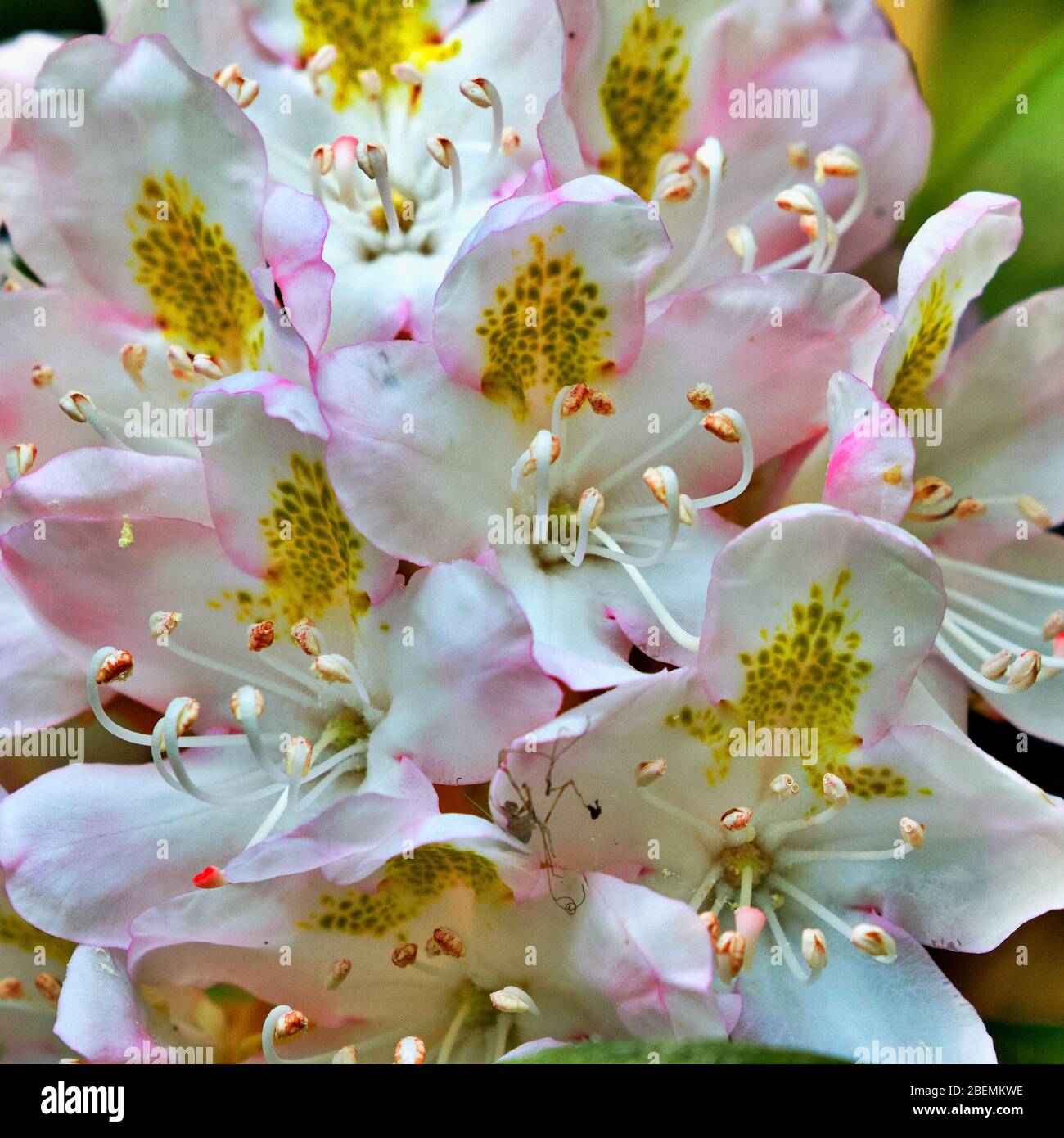 New Zealand flower Stock Photo - Alamy