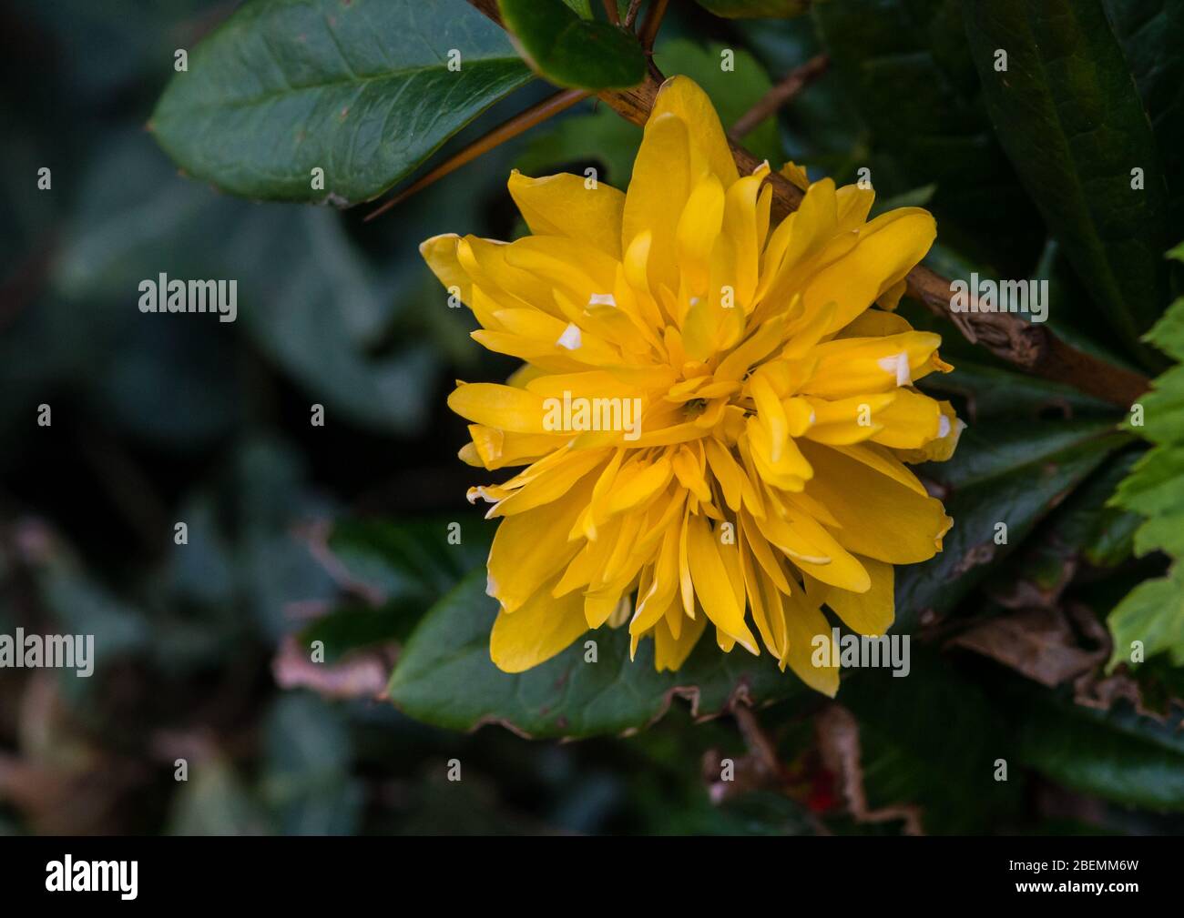 Kerria closeup hi-res stock photography and images - Alamy