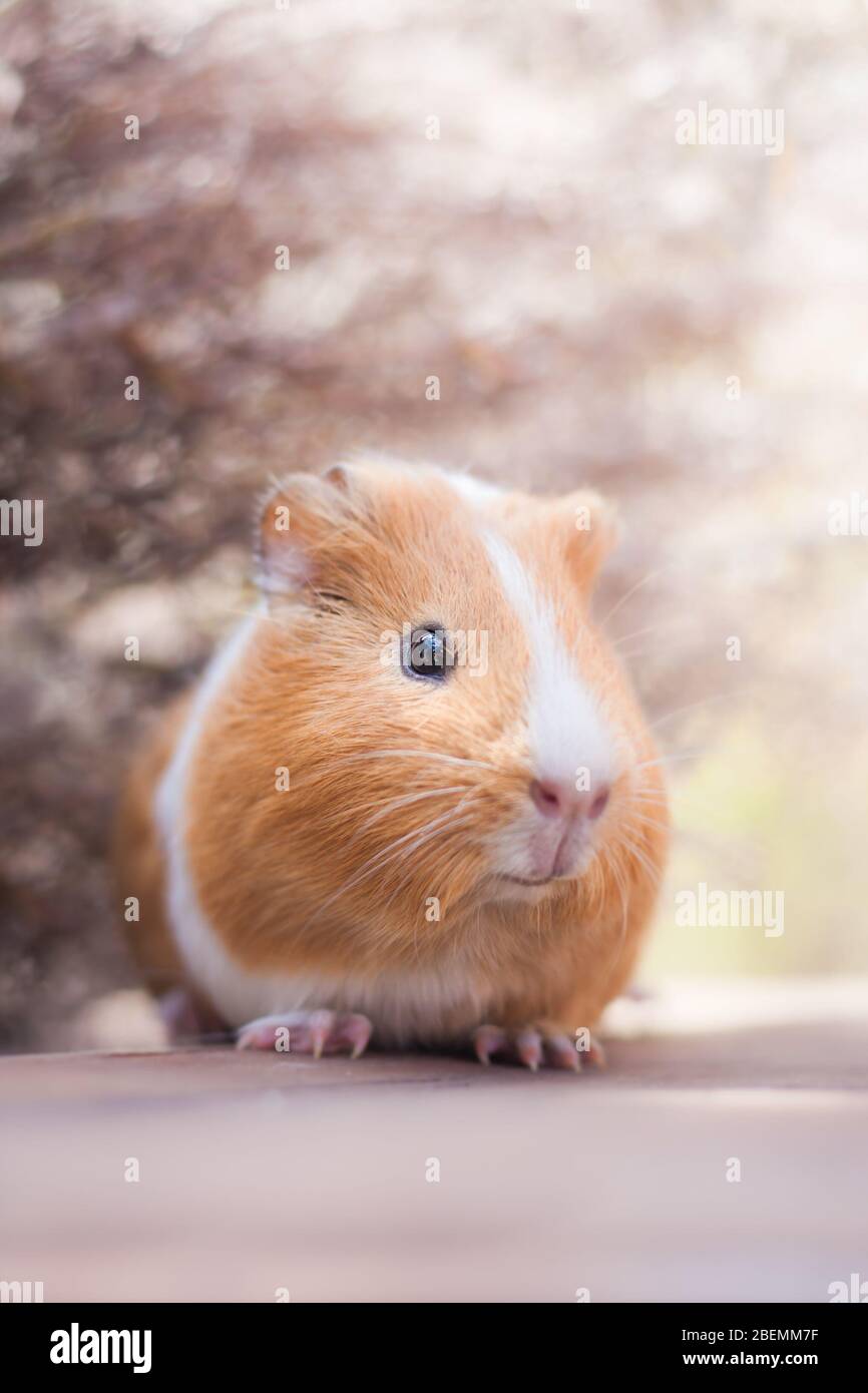 Ginger guinea pig hi-res stock photography and images - Alamy