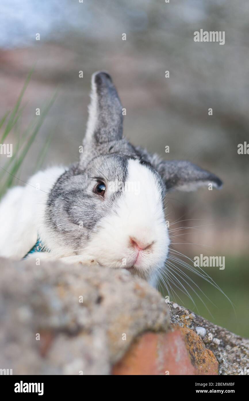 Dutch Rabbit High Resolution Stock Photography and Images - Alamy
