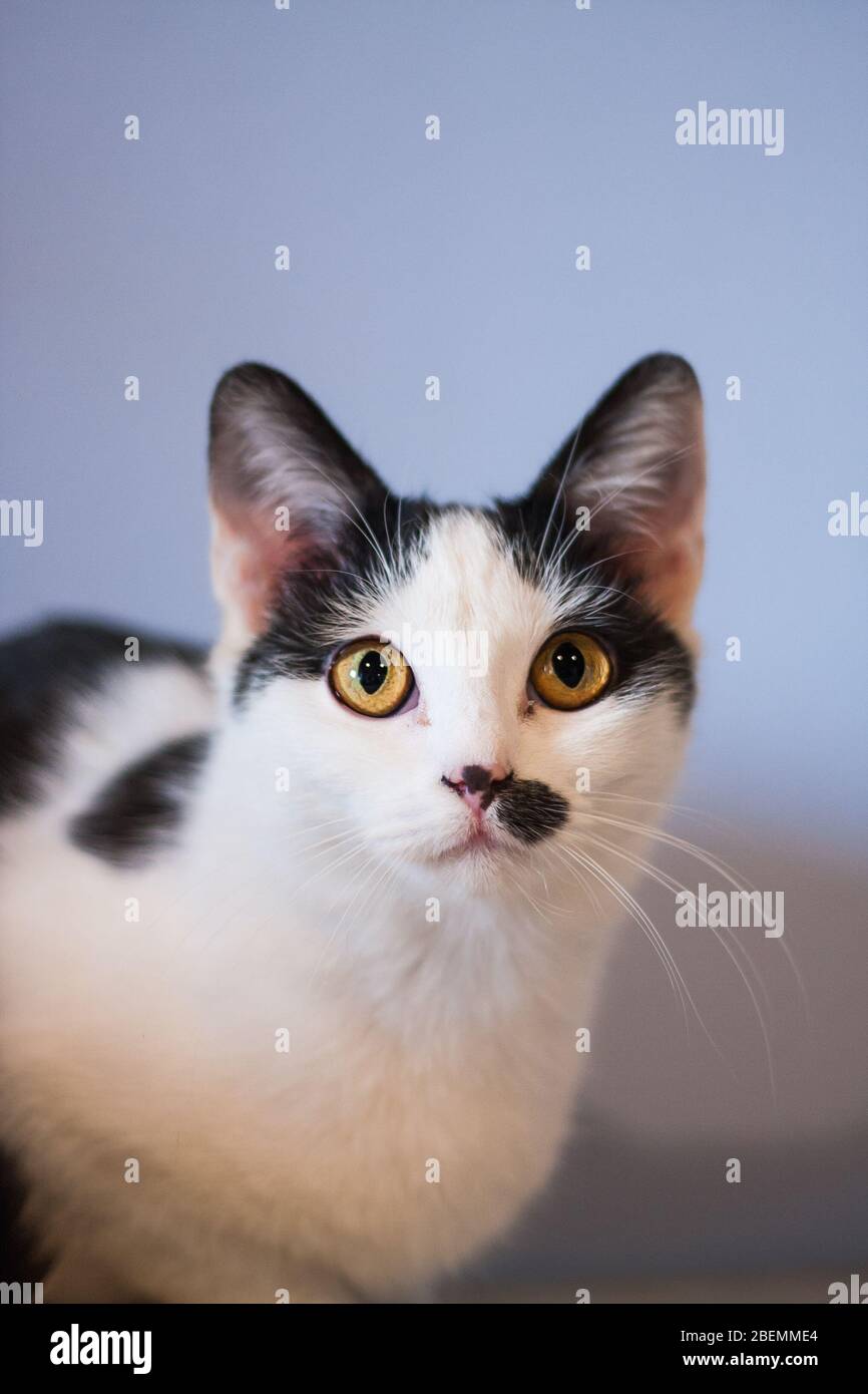 Portrait of a black and white mix breed young cat sitting and staring ...