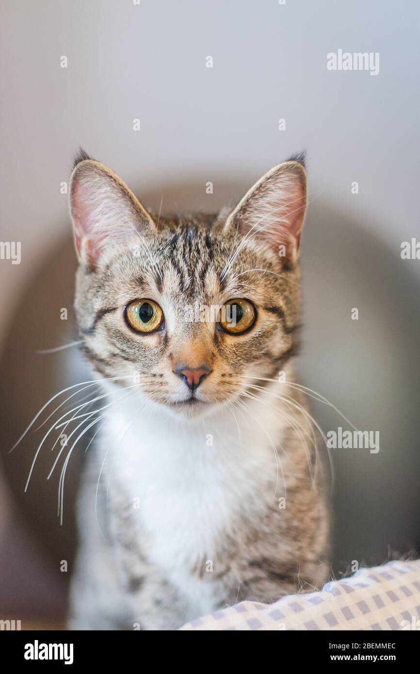 Mix Breed Cat at Henry Copeland blog