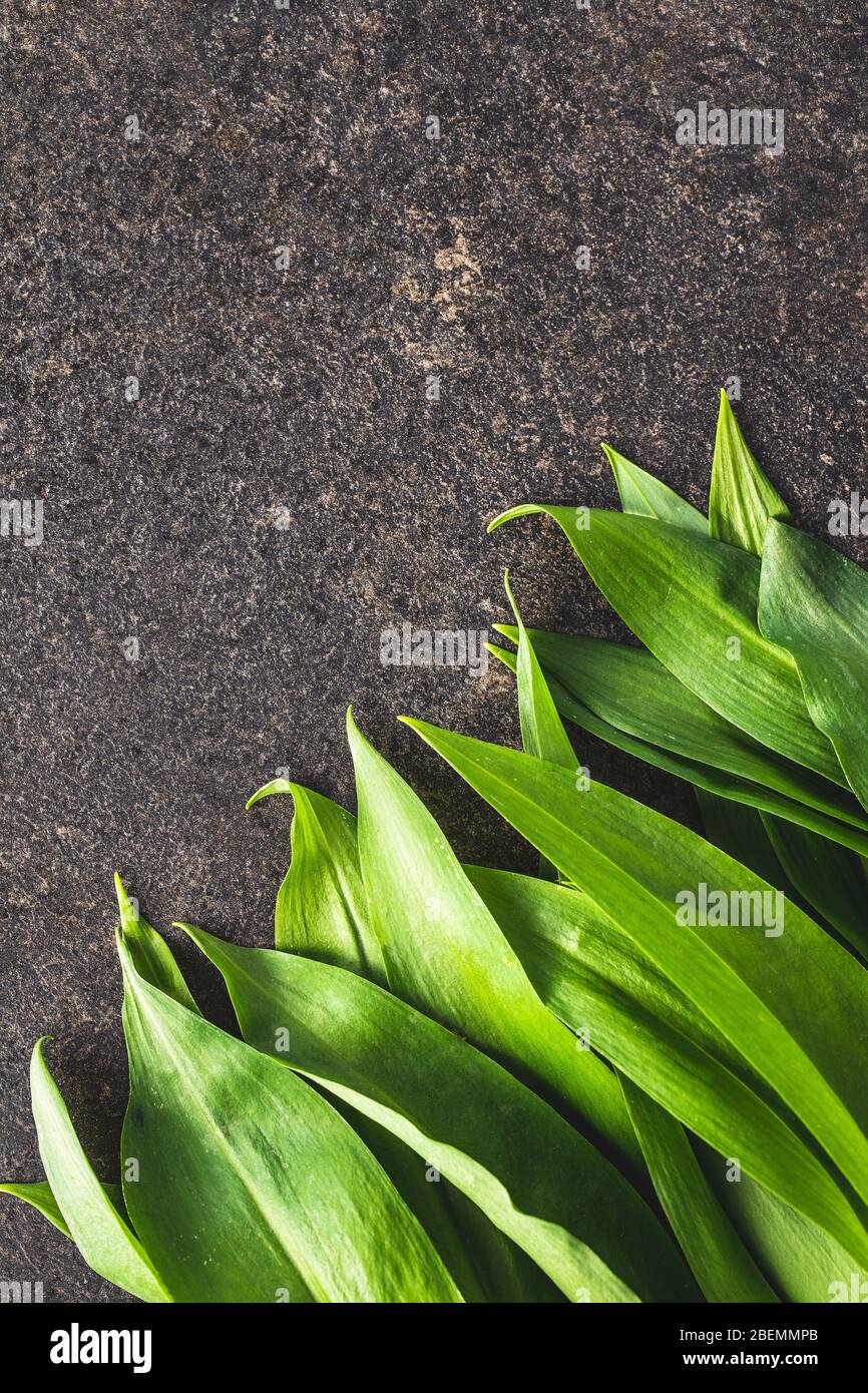 Green wild garlic leaves. Ramsons leaves on black table. Top view Stock ...