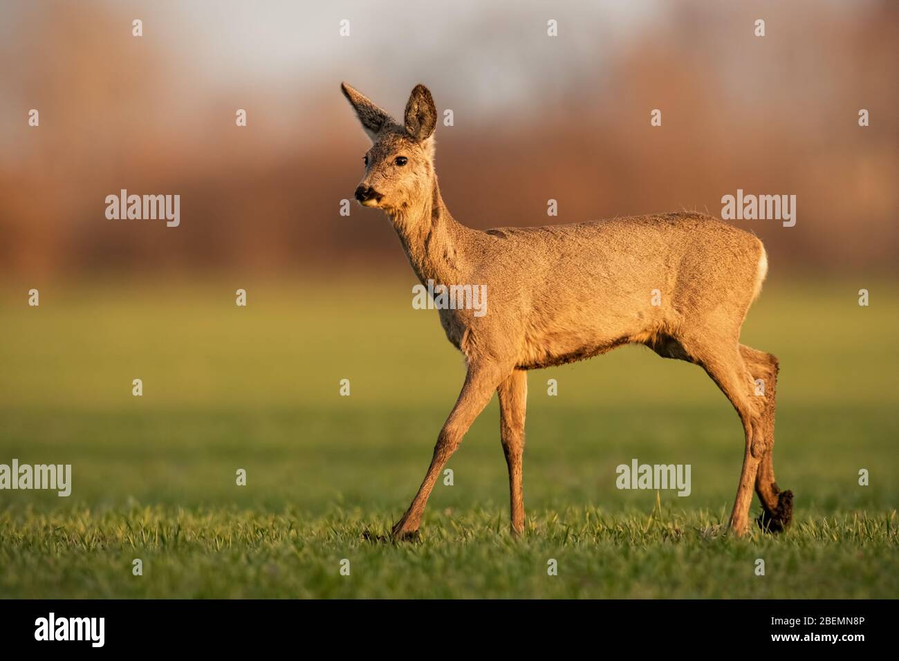 Curious roe deer doe walking on muddy green field in soft morning light Stock Photo - Alamy